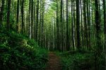 Glossary of Forestry Terms - Word Forest