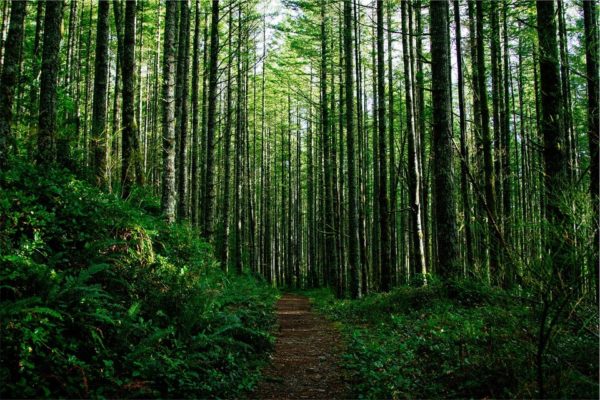Glossary of Forestry Terms - Word Forest