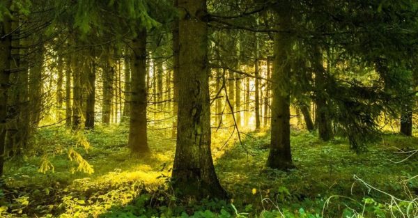 Glossary of Forestry Terms - Word Forest