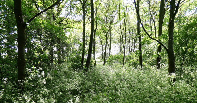 What Trees Mean To Me - Word Forest