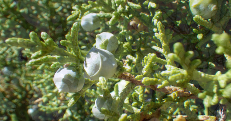 Video: Great British Trees - The Juniper - Word Forest