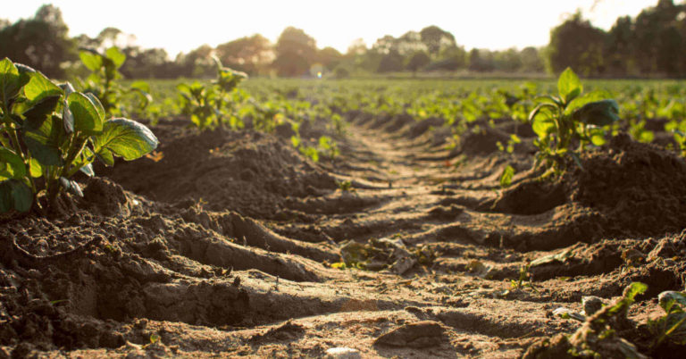 The Value of Trees: Soil Protection - Word Forest