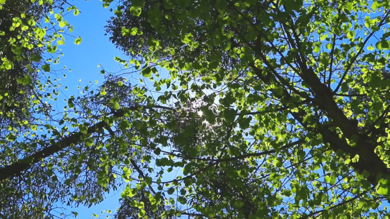 Trees Are The Key Awareness Week - The Word Forest Organisation