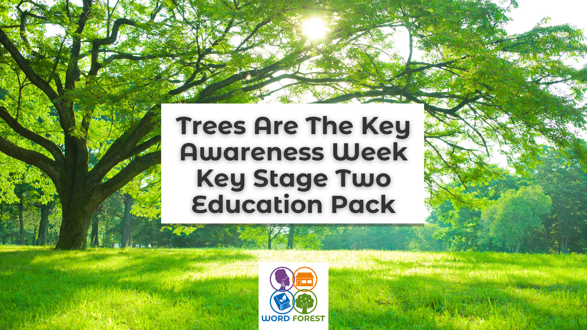 Trees Are The Key Education Pack (Primary) - Word Forest