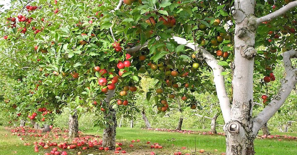 Video: Great British Trees – The Apple - The Word Forest Organisation