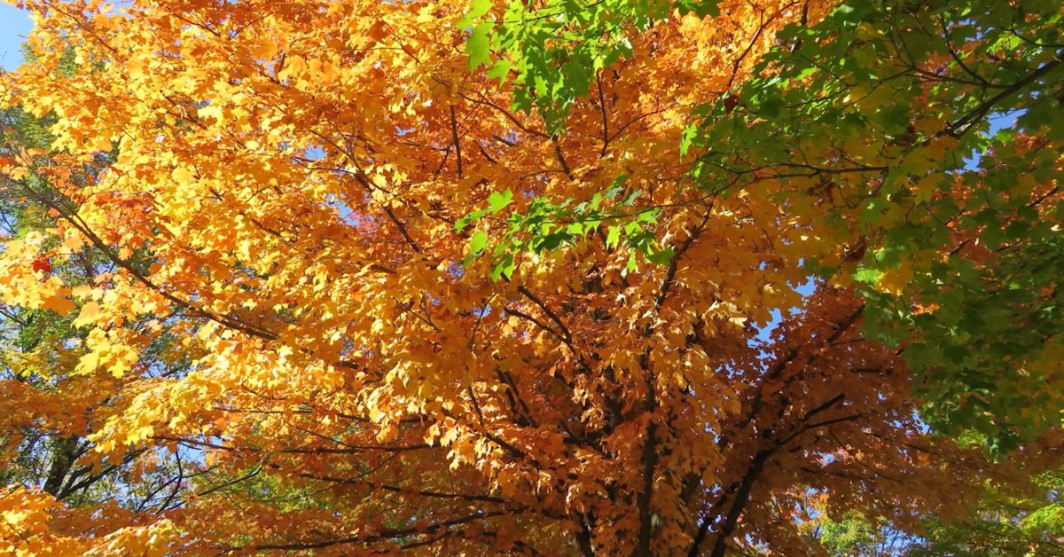 Video: Great British Trees - The Maple - The Word Forest Organisation
